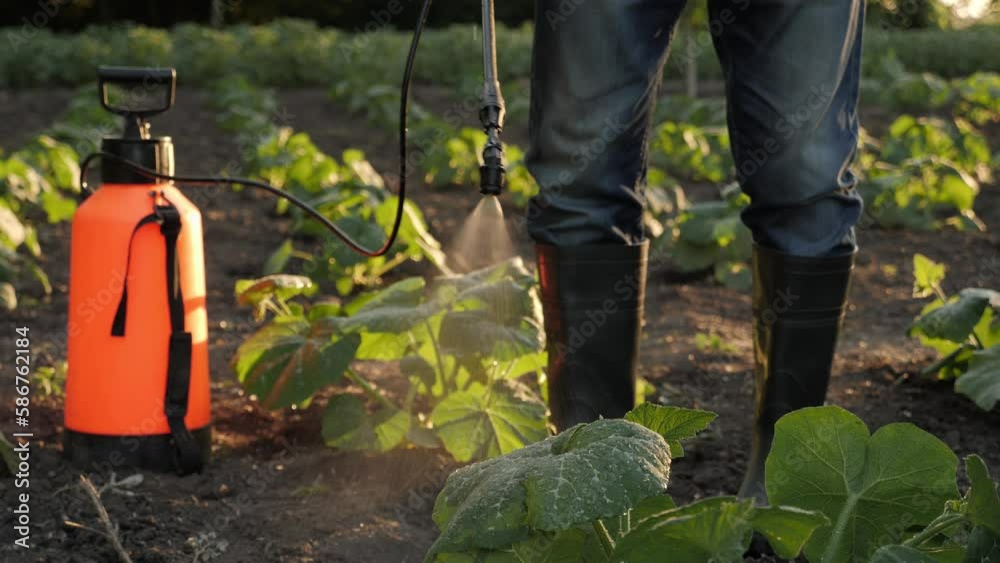 Farmer spraying pesticide sprayer garden farm vegetable garden spraying ...