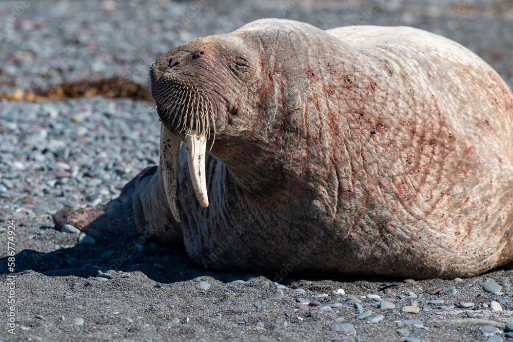 A large wild male walrus laying on a rocky beach with two long ivory ...
