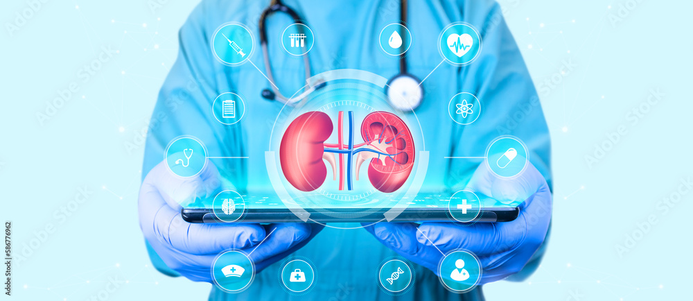 Nephrology, medical care for kidney problems. Kidneys, kidney pain ...