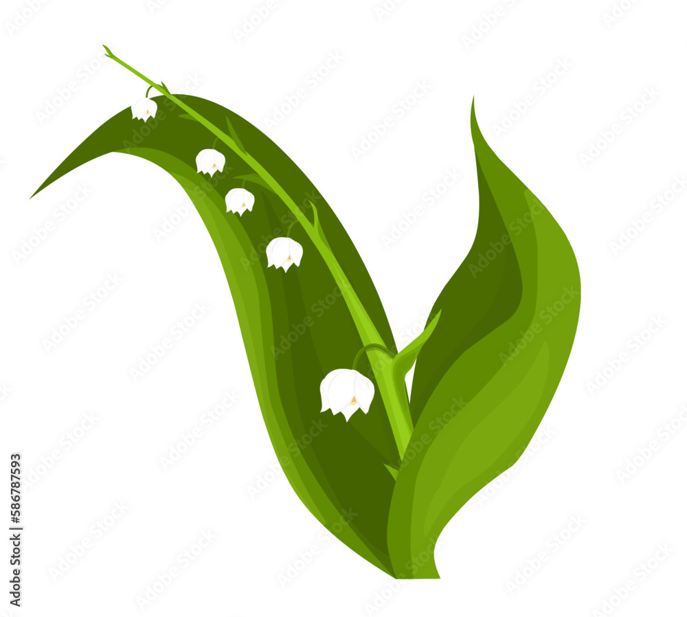 Convallaria majalis. Lily of the valley may. Flowers and leaves of the ...