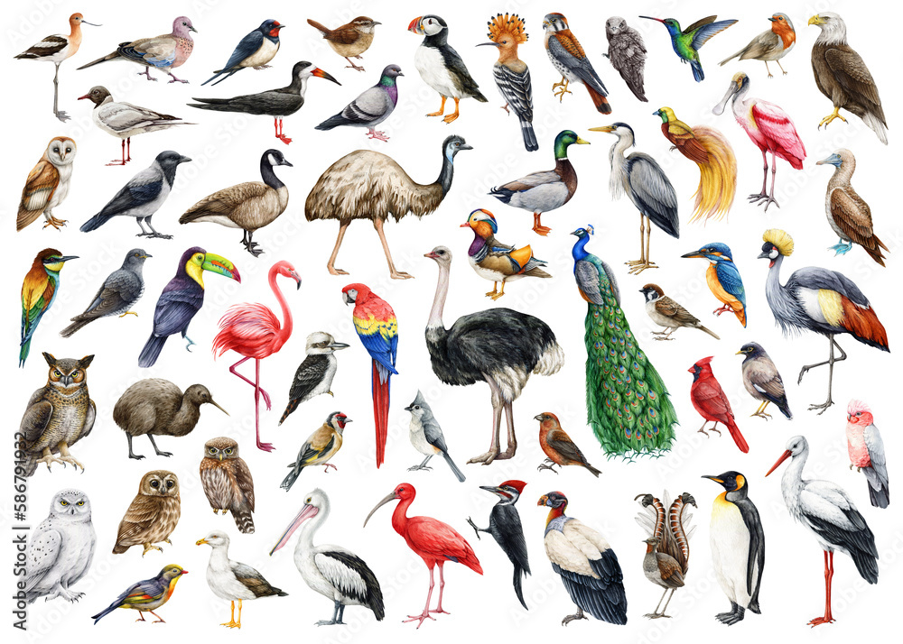 Bird watercolor illustration big set. Hand drawn various birds ...