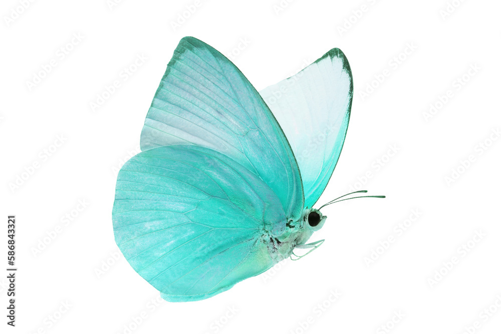 A beautiful blue butterfly flying isolated on transparent background ...