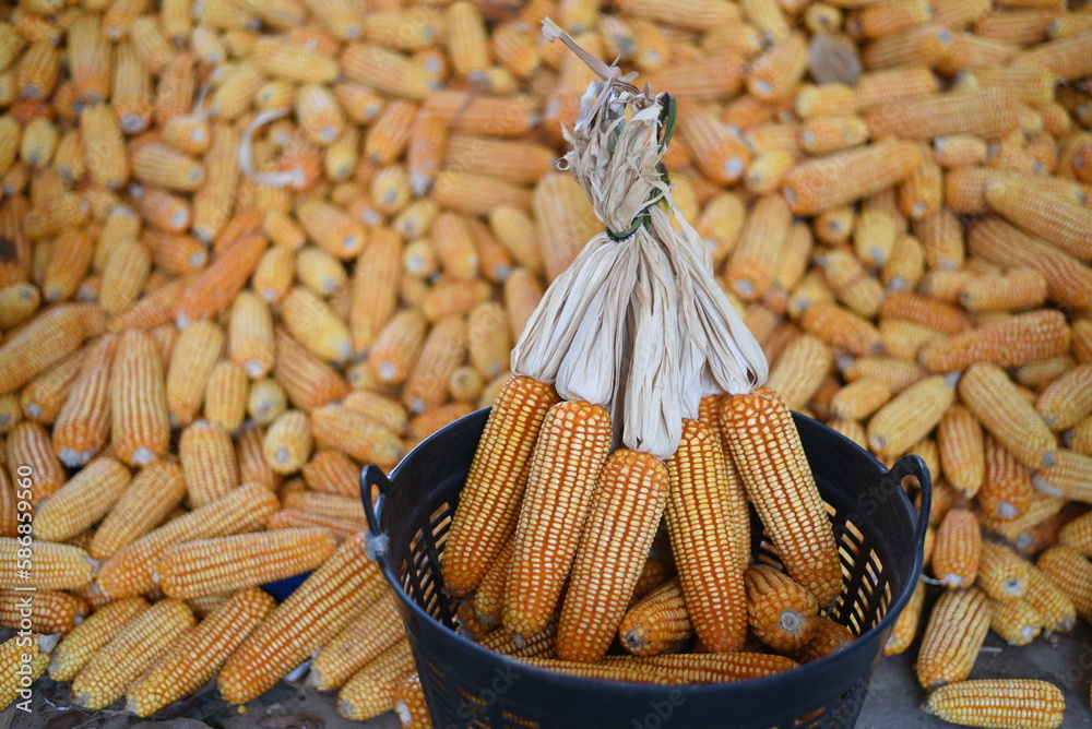 Dried maize yield Wait to sell to merchants and factories to be ...