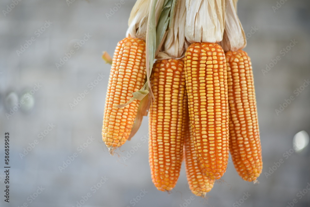 Dried maize yield Wait to sell to merchants and factories to be ...