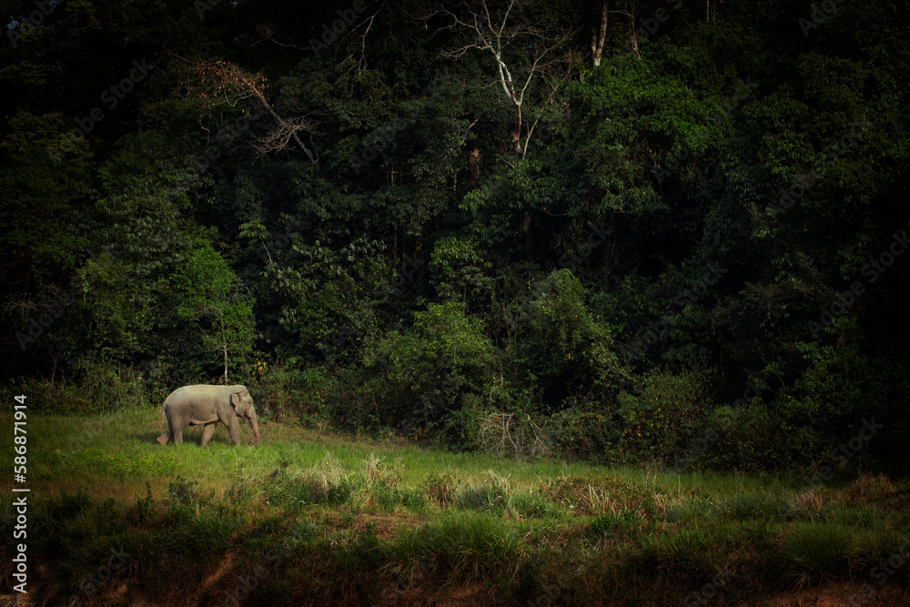 Foto de male asia elephant walking alone at khaoyai national park ...
