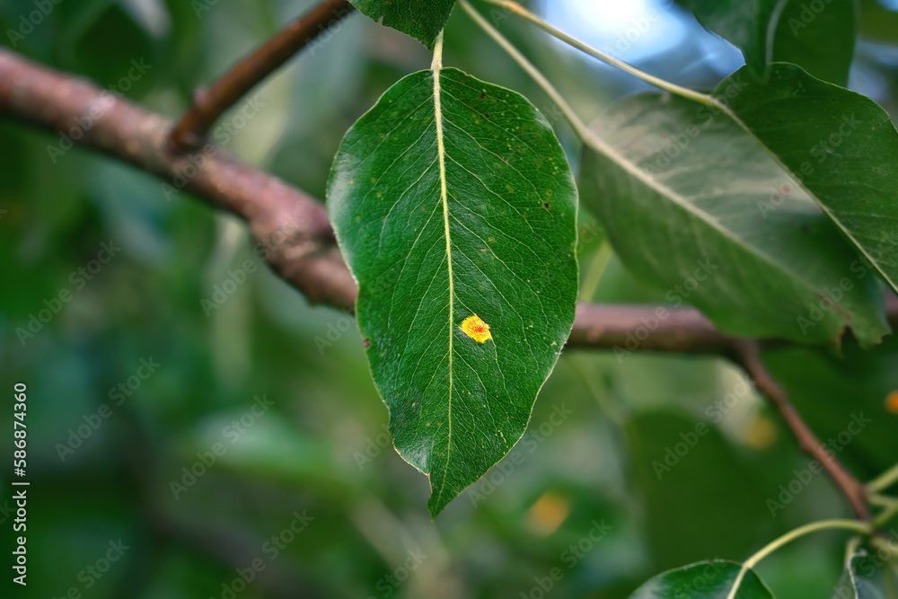 Foto de Rust spot on pear leaf, pear tree disease, fungal infection ...