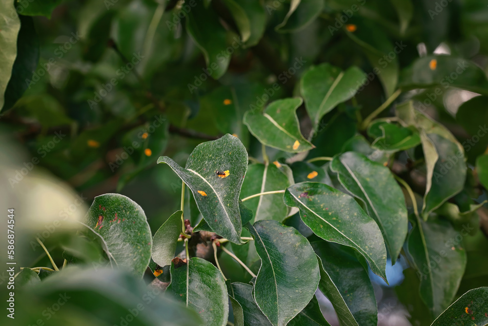 Rust spot on pear leaf, pear tree disease, fungal infection ...