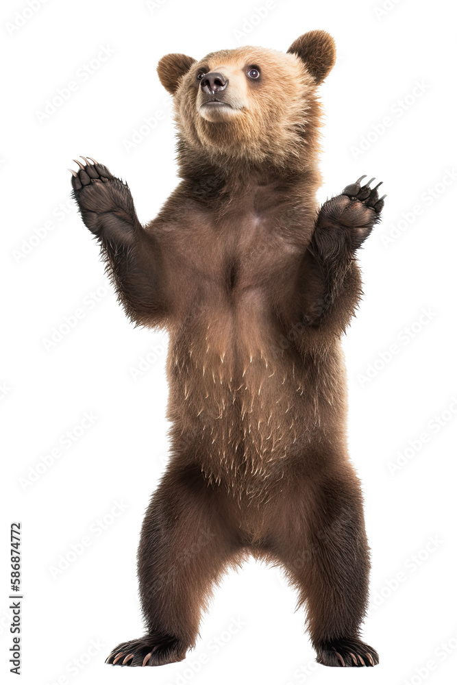 an isolated baby brown bear cub standing up, front-view, North American ...