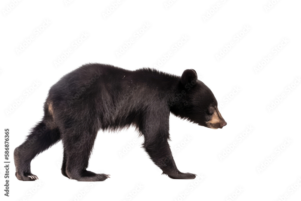 an isolated baby black bear cub walking, side-view, Alaskan, horizontal ...