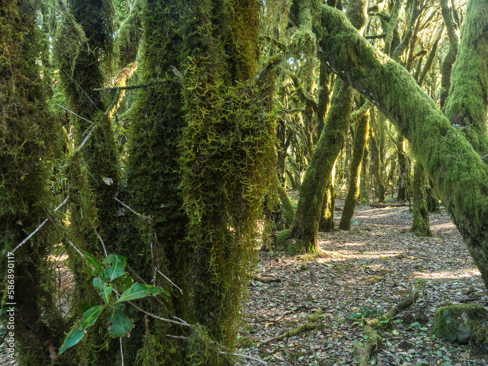 Lush evergreen cloud laurisilva forest with mossy trees at the ...