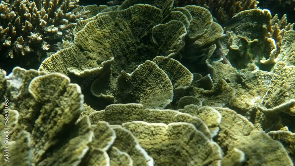 Discover the beauty of the ocean with a dive in Thailand's coral reef ...