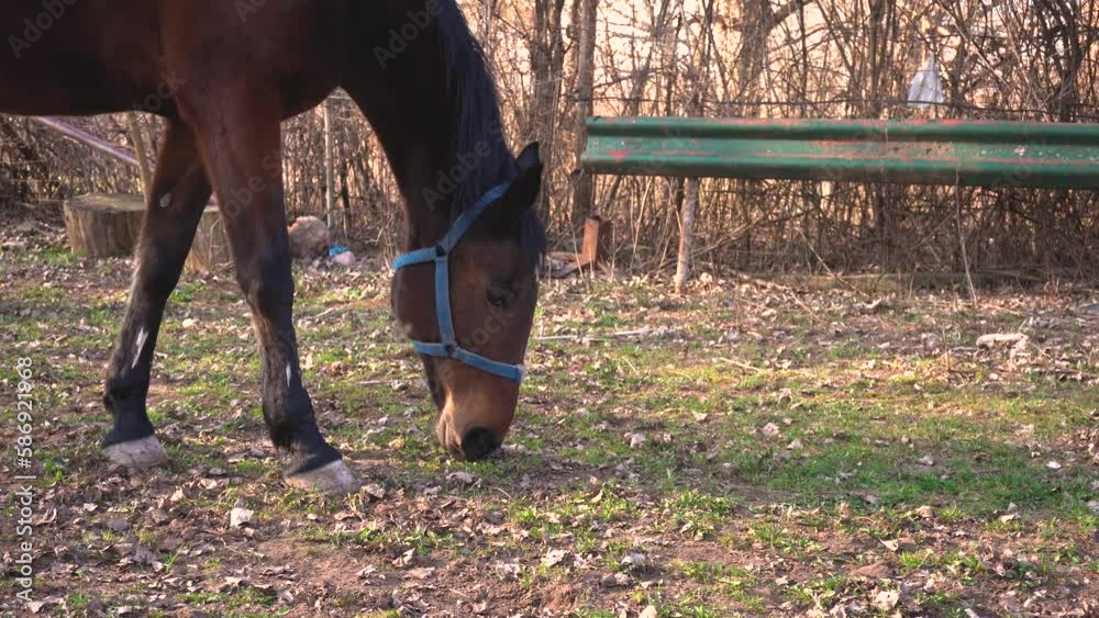 Brown horse with blue muzzle grazing green grass during autumn in ...