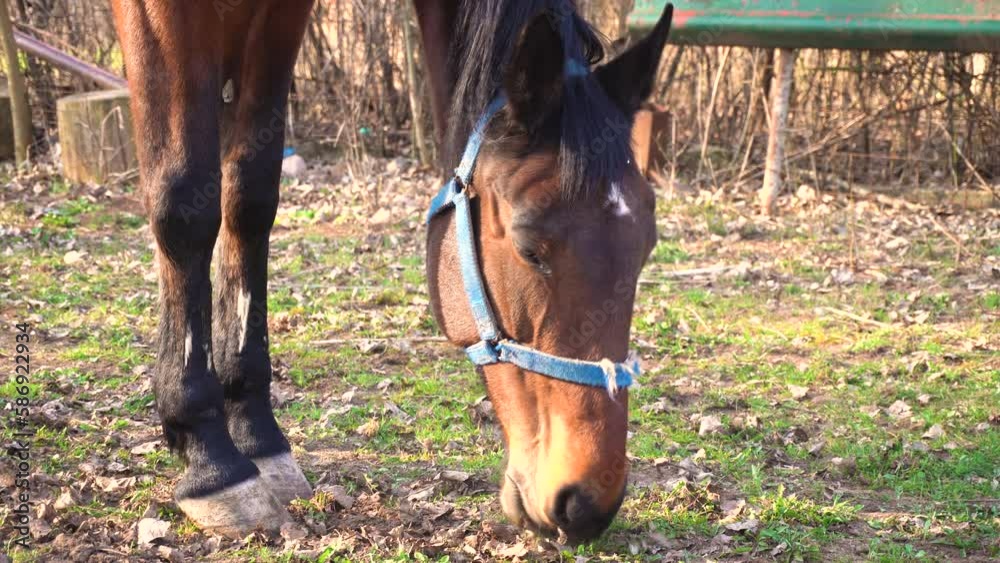 Brown horse with blue muzzle grazing green grass during autumn in ...