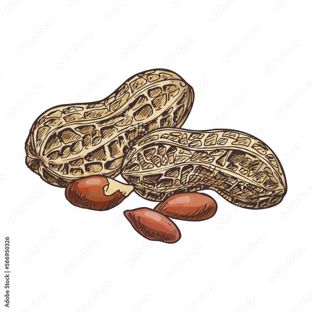 Hand drawn sketch of peanuts with shell. Vector butter ingredient with ...