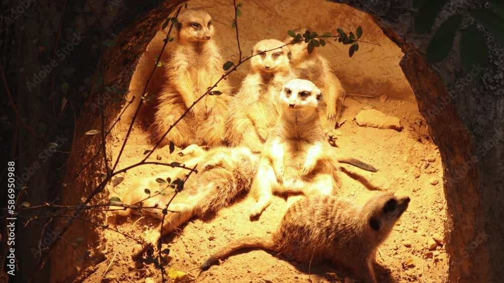 A family of meerkats sits in a cave under a lamp and basks, zoo. The ...