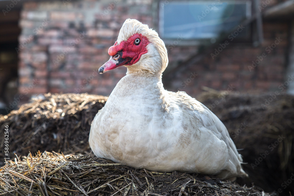 old white muscovy duck with red nasal corals on a farm. an old mud duck ...