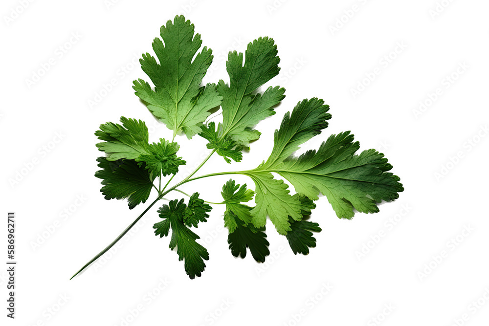 an isolated Cilantro green, garden-themed, photorealistic illustration ...