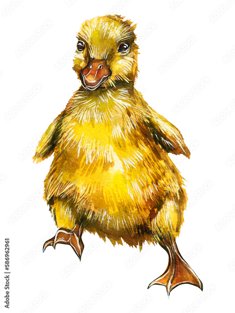 A drawing of a funny duck that runs forward, slapping its paws ...