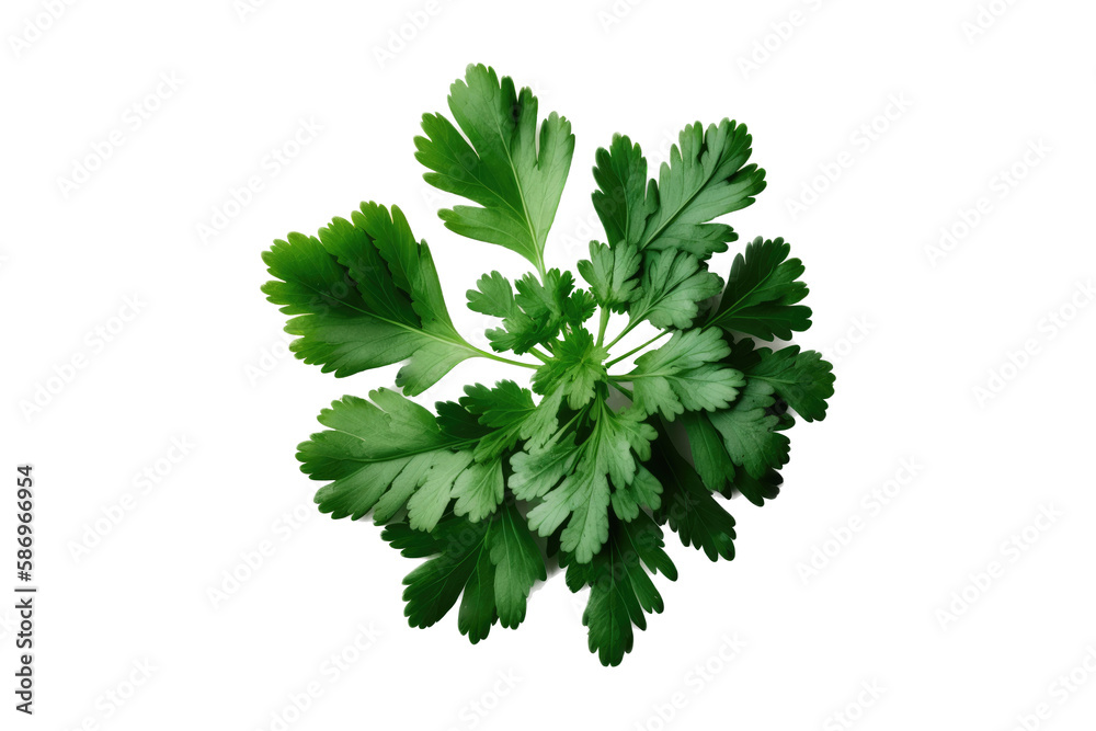 an isolated Cilantro green, garden-themed, photorealistic illustration ...