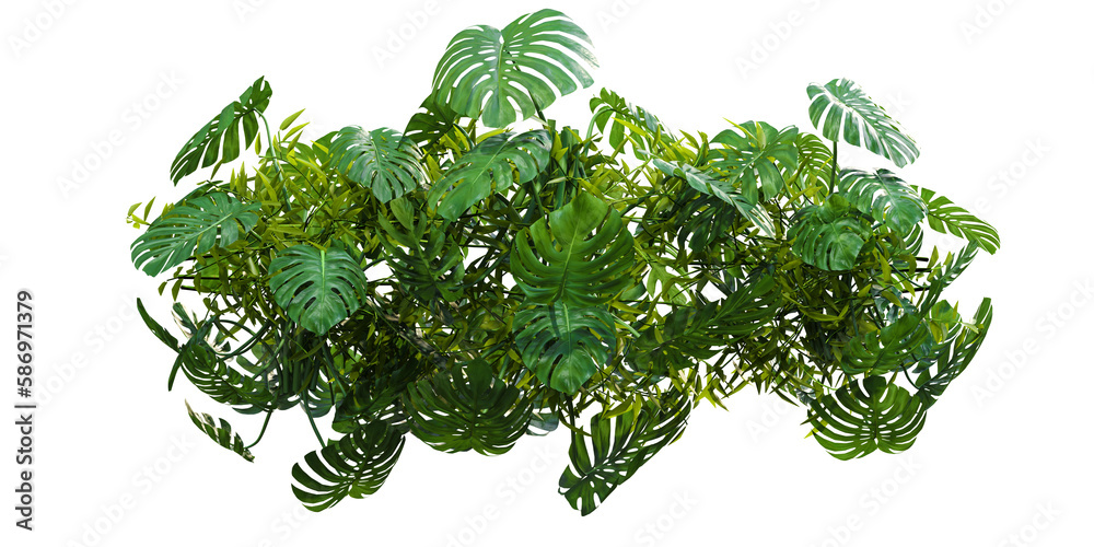 Monstera plant and plant collection PNG file top view, 3d illustration ...