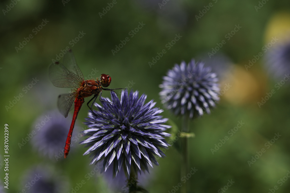 Blood-red sympetrum (Sympetrum sanguineum) on a plant. Stock Photo ...