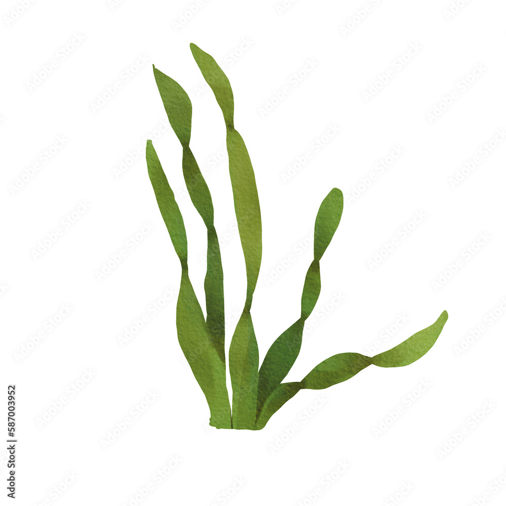 Green underwater algae. Watercolor illustration of marine plants. Long ...