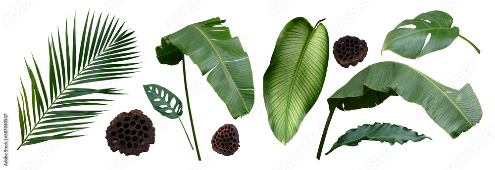 Group Plant leaves Green nature Tropical forest isolated on transparent ...