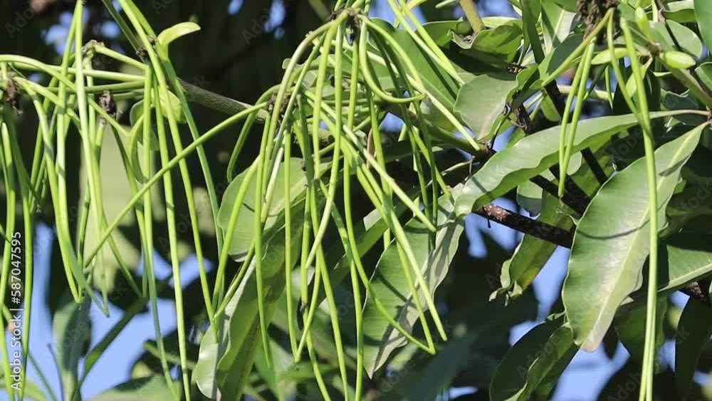 Pendulous, two lobed, dehiscent follicle, spindle shaped and Long fruit ...