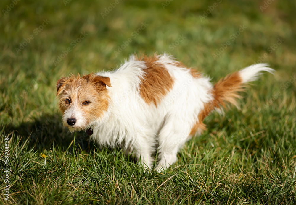 Funny dog doing toilet in the park grass. Pooping, defecating, pet ...