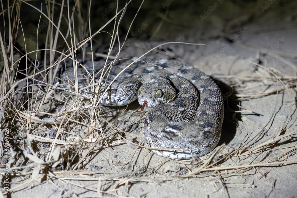 Echis carinatus or saw-scaled viper, a venomous snake, observed in Rann ...