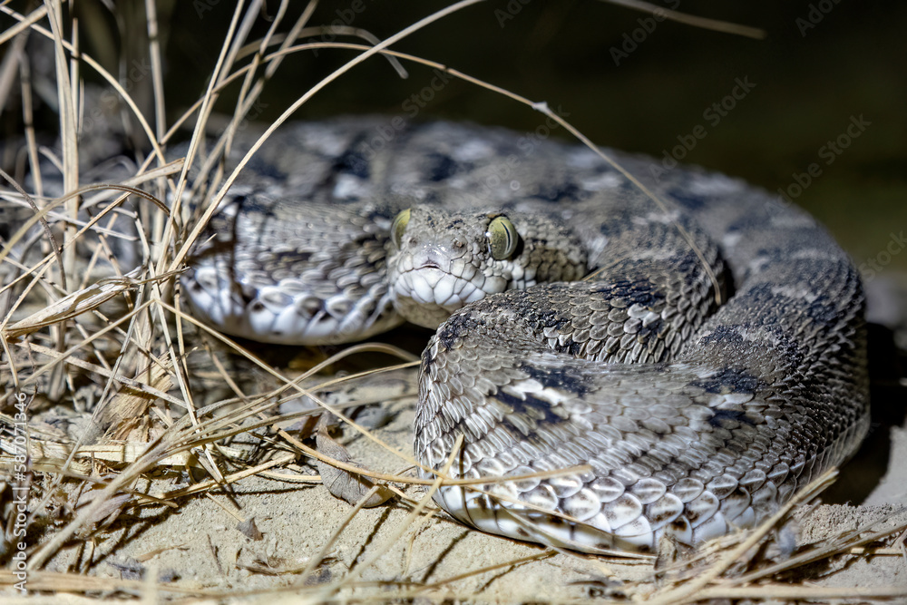 Echis carinatus or saw-scaled viper, a venomous snake, observed in Rann ...