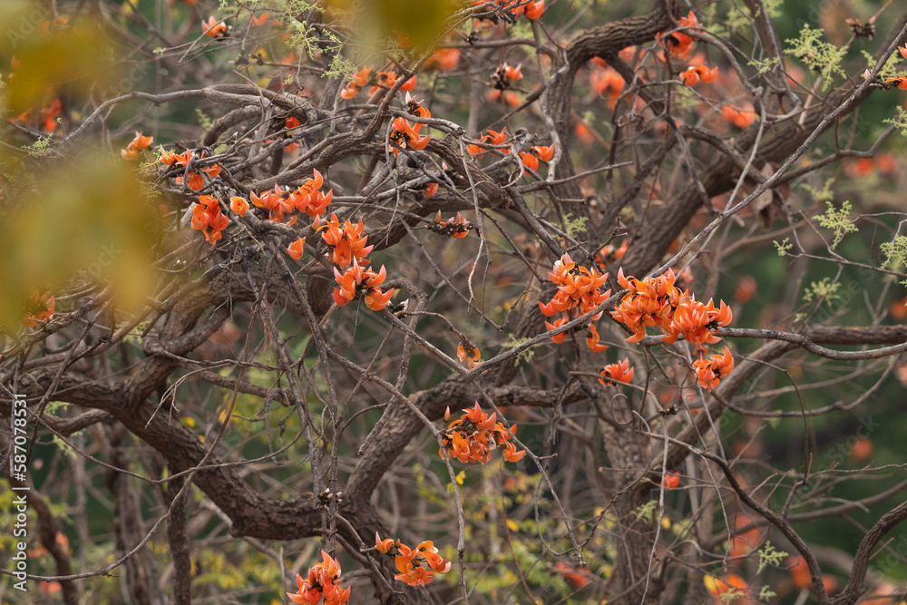 Flame of forest tree at Tadoba Andhari Tiger Reserve, India Stock Photo ...