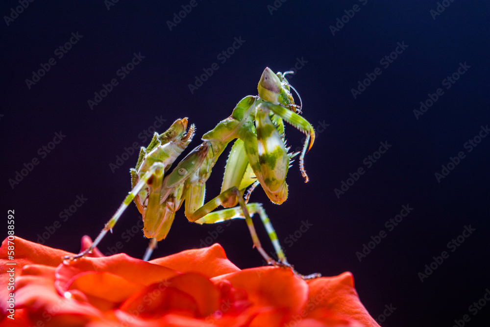Creobroter gemmatus, common name jeweled flower mantis, is a species of ...
