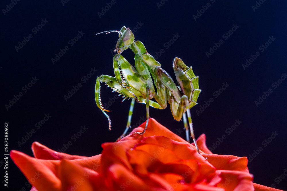 Creobroter gemmatus, common name jeweled flower mantis, is a species of ...