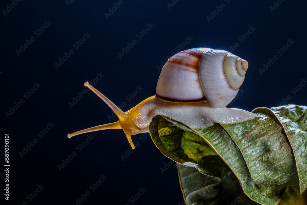 The short Samoan tree snail, Samoana abbreviata, is a species of ...