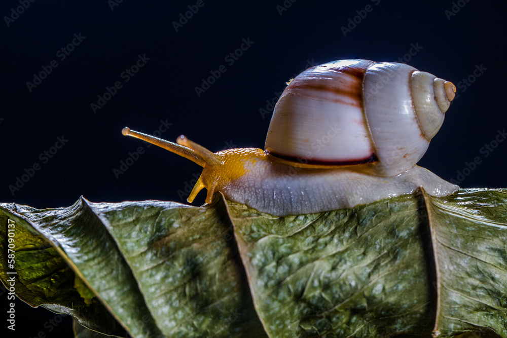 The short Samoan tree snail, Samoana abbreviata, is a species of ...