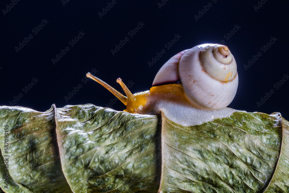 The short Samoan tree snail, Samoana abbreviata, is a species of ...