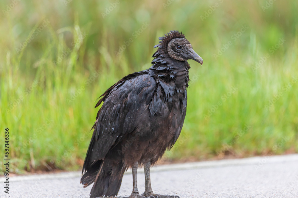 The black vulture, also known as the American black vulture, Mexican ...