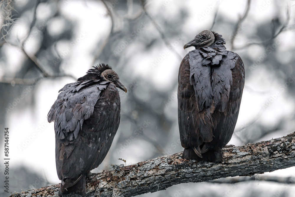 The black vulture, also known as the American black vulture, Mexican ...