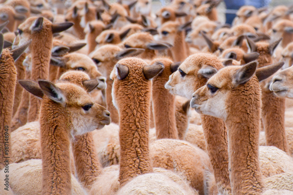 Vicuña in the andes of Huancavelica - Peru Stock Photo | Adobe Stock