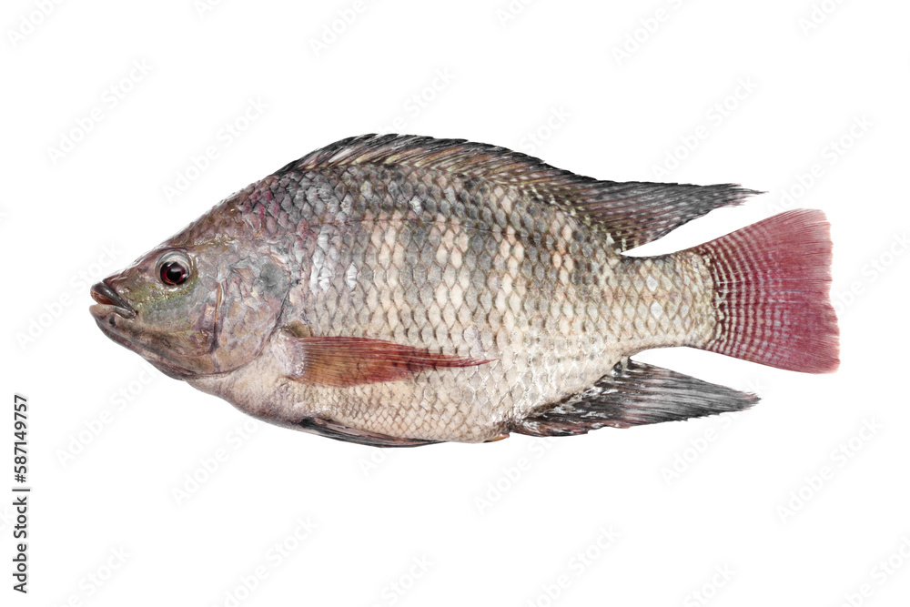 fish isolated on transparent background.PNG file Stock Photo | Adobe Stock