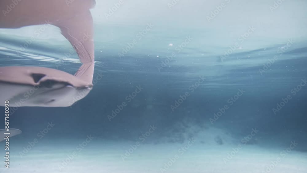 Sting rays swim in shallow, warm tropical waters indicate a healthy ...