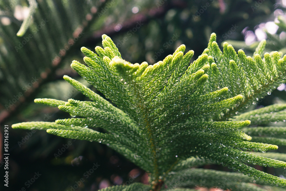 Rain drop on close up pine leaf.Norfolk Island pine (Araucaria heterophylla) green leaves ...