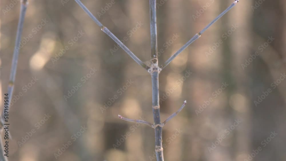 Vidéo Stock Autumn is the most beautiful colorful season. majestic ...