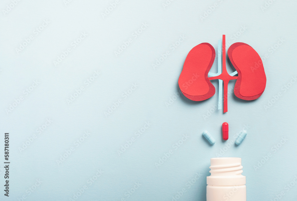 Human kidneys decorative model with pills on light blue background ...
