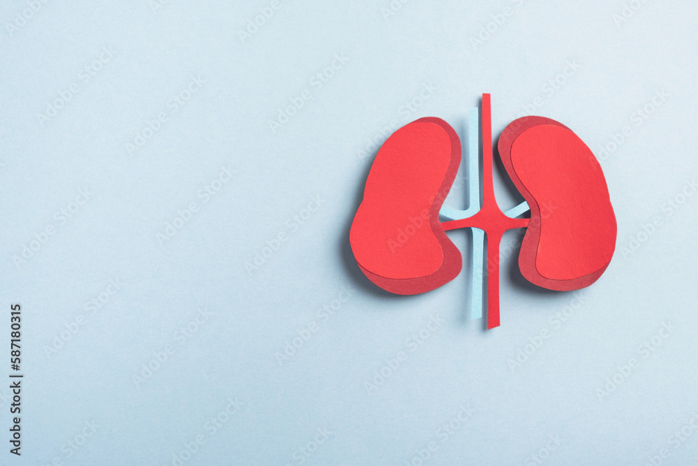 Human kidneys decorative model on pastel blue background. Chronic ...