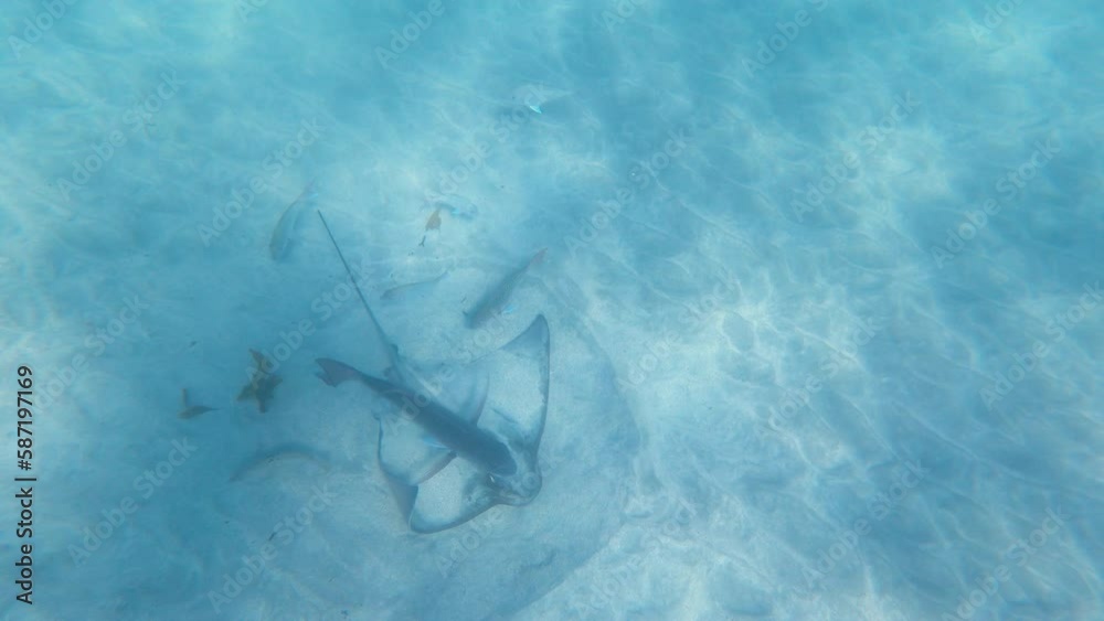underwater footage of Stingrays group of sea rays, cartilaginous fish ...