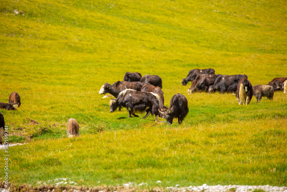 A herd of yaks graze in the mountains. Himalayan big yak in a beautiful ...
