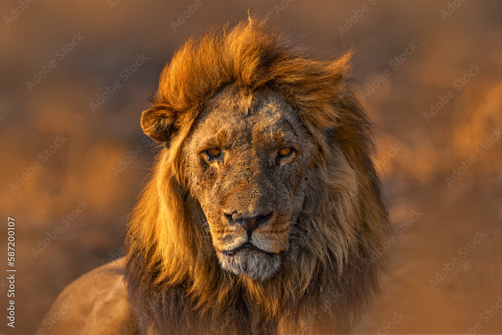 Africa lion, male. Botswana wildlife. Lion, fire burned destroyed ...