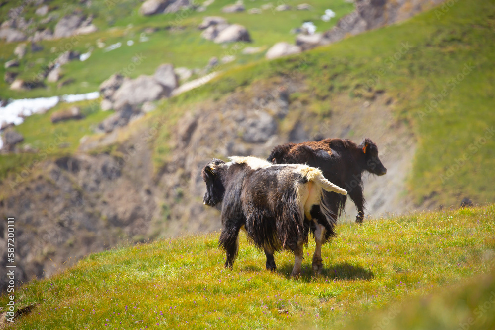 A herd of yaks graze in the mountains. Himalayan big yak in a beautiful ...